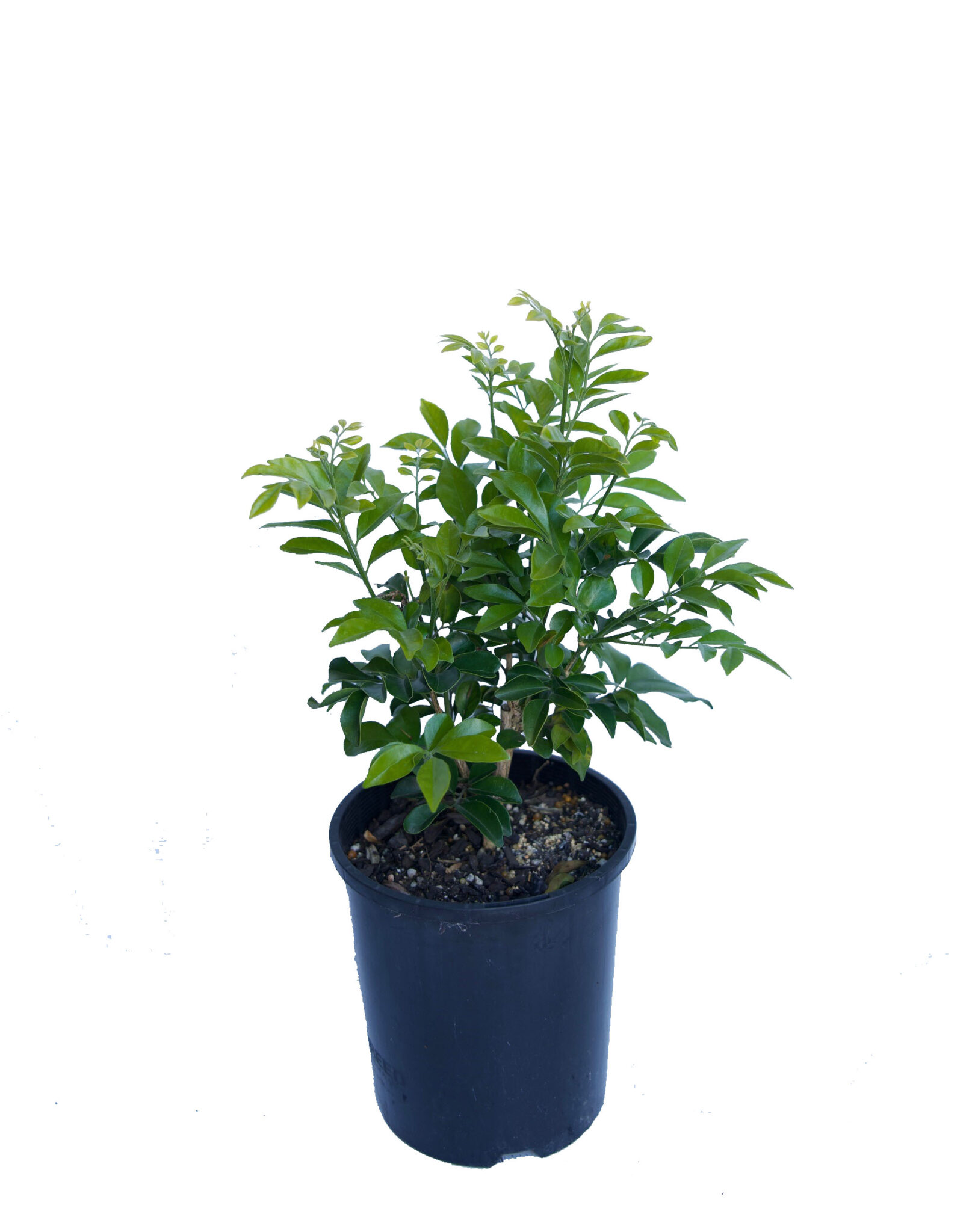 Murraya - Murraya Paniculata | Spring Colours Nursery