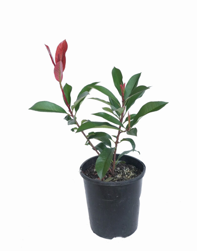 Photinia Red Robin - Red Robin Hedge | Spring Colours Nursery