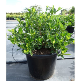 Gardenia Augusta Florida - Gardenia Hedge | Spring Colours Nursery