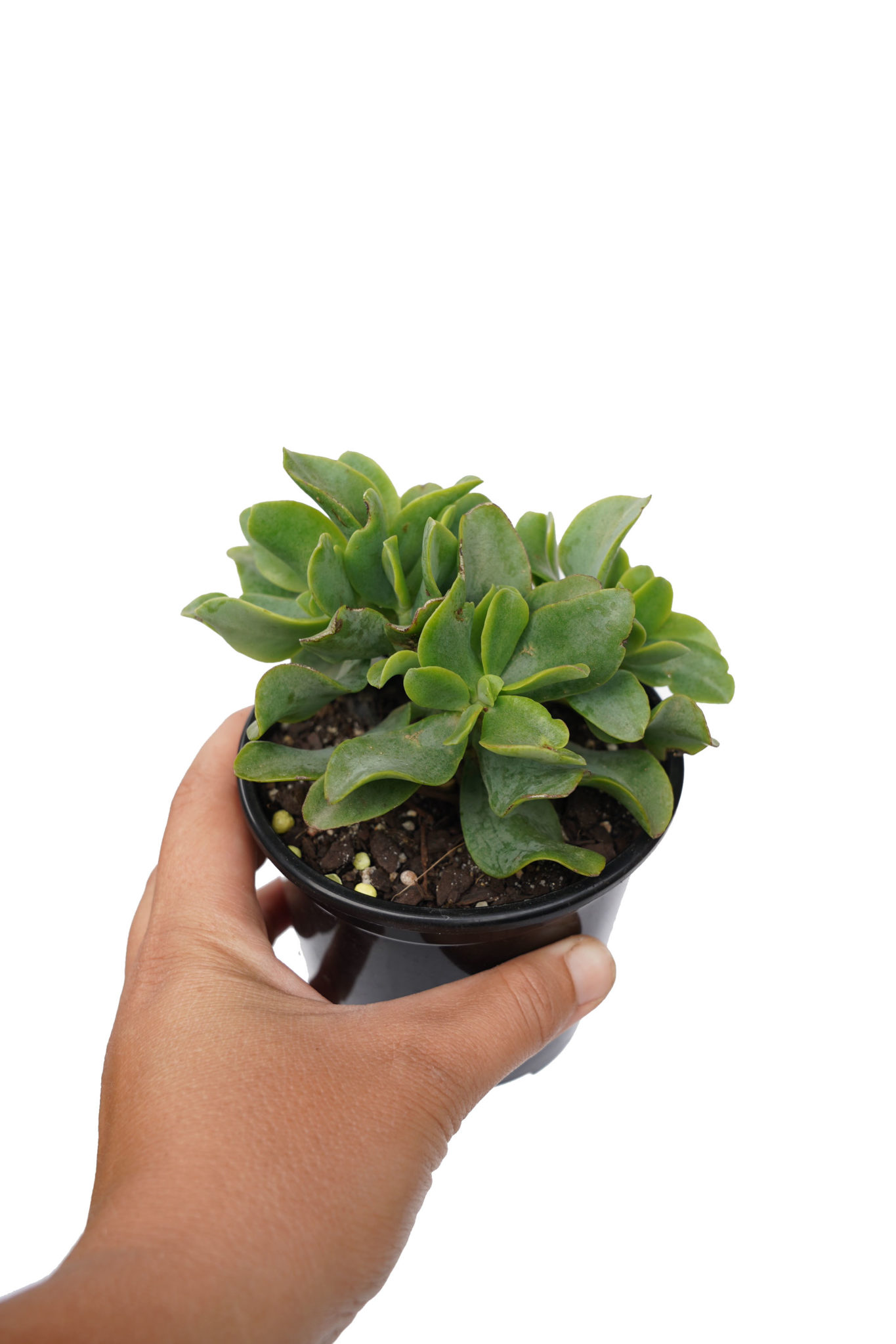 CRASSULA MAX COOK | Spring Colours Nursery