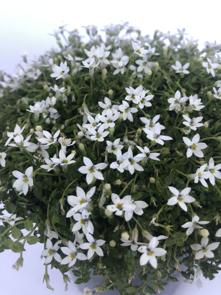 Pratia Pedunculata | Spring Colours
