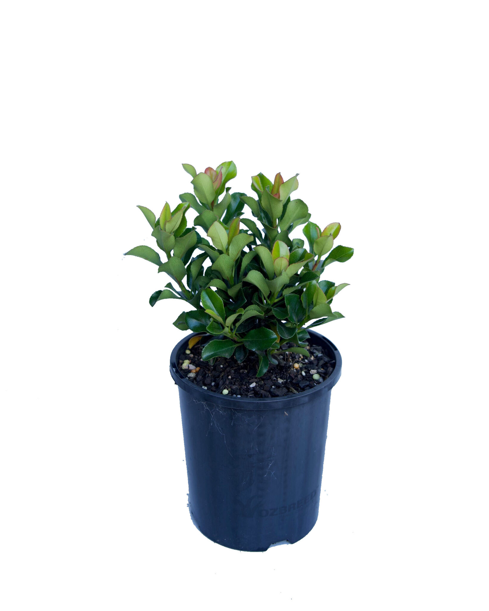 Rhaphiolepis Snow Maiden - Snow Maiden Hedge | Spring Colours