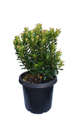 Rhaphiolepis Snow Maiden - Snow Maiden Hedge | Spring Colours