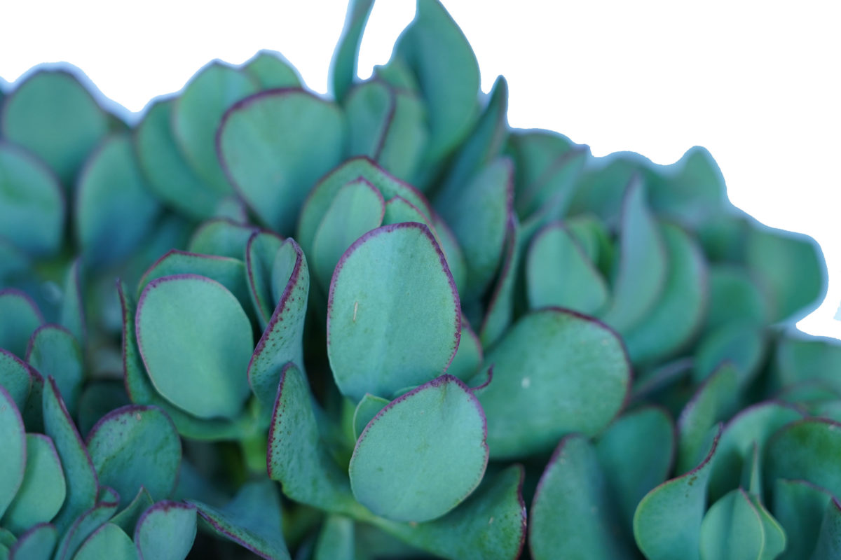 Crassula Blue Bird - Crassula | Spring Colours