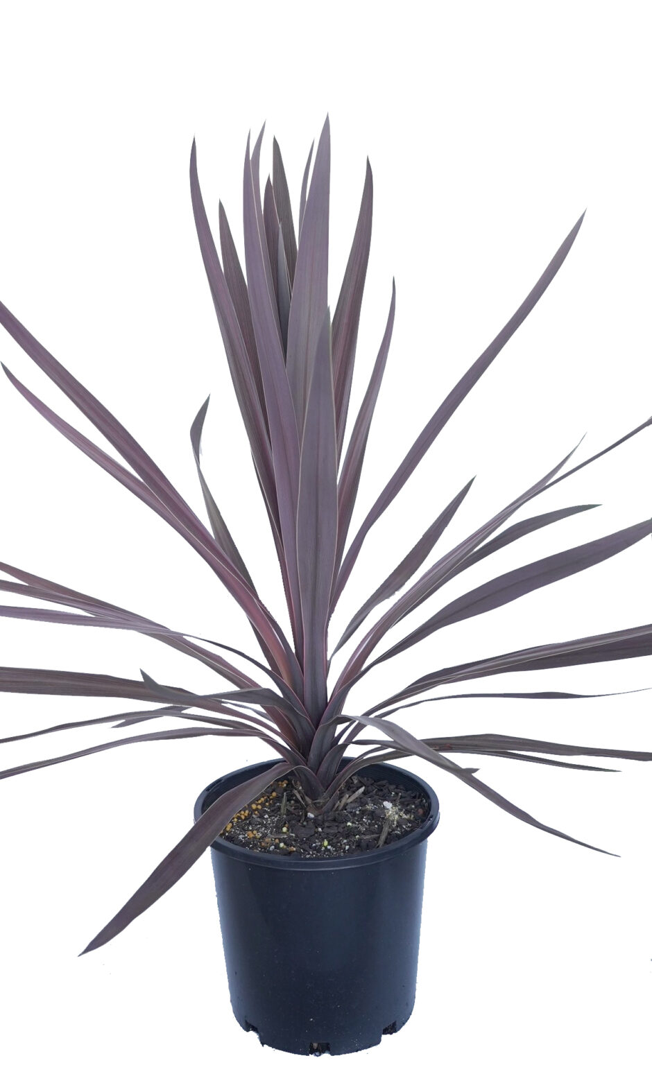 Cordyline Red Sensation | Spring Colours