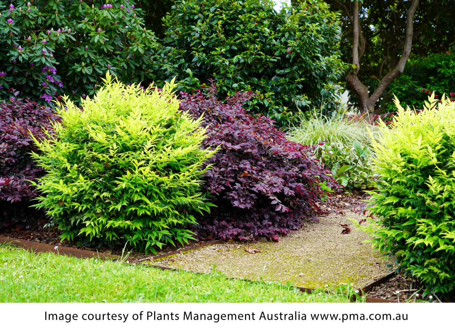 Nandina Magical Lemon Lime | Spring Colours Nursery